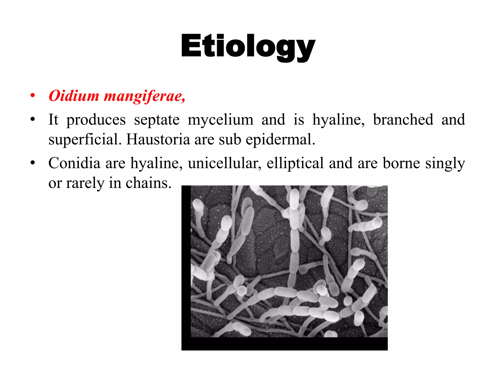 Major diseases of horticultural crops and their managemnt | PPTX