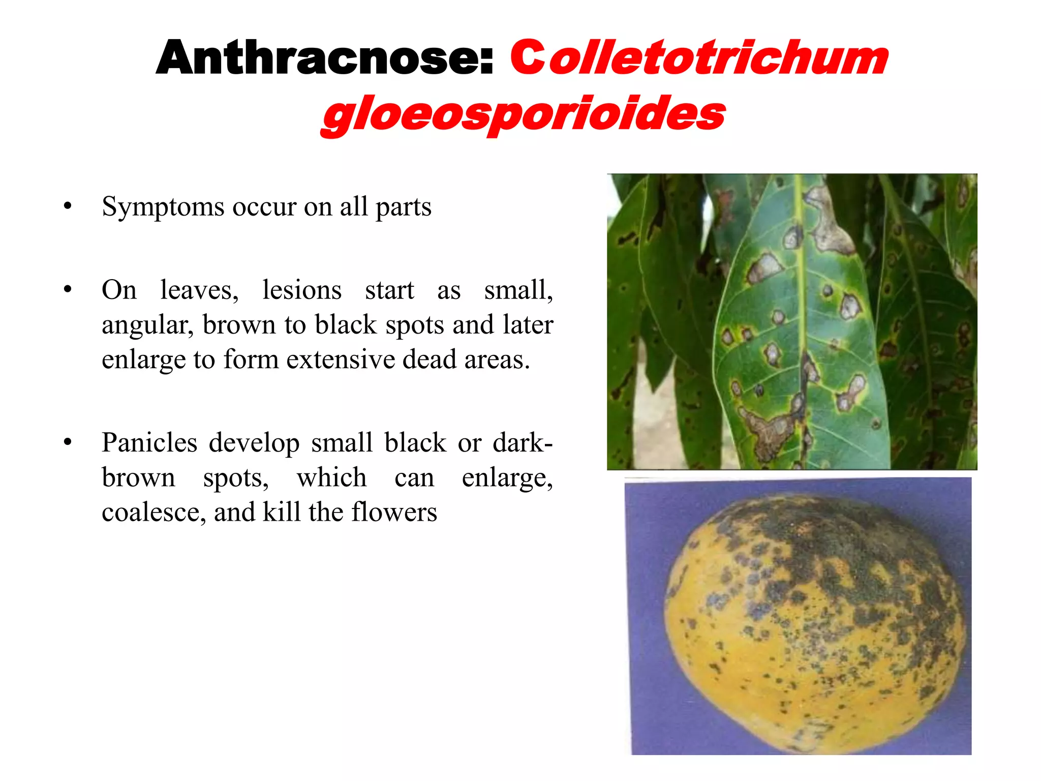 Major diseases of horticultural crops and their managemnt | PPTX