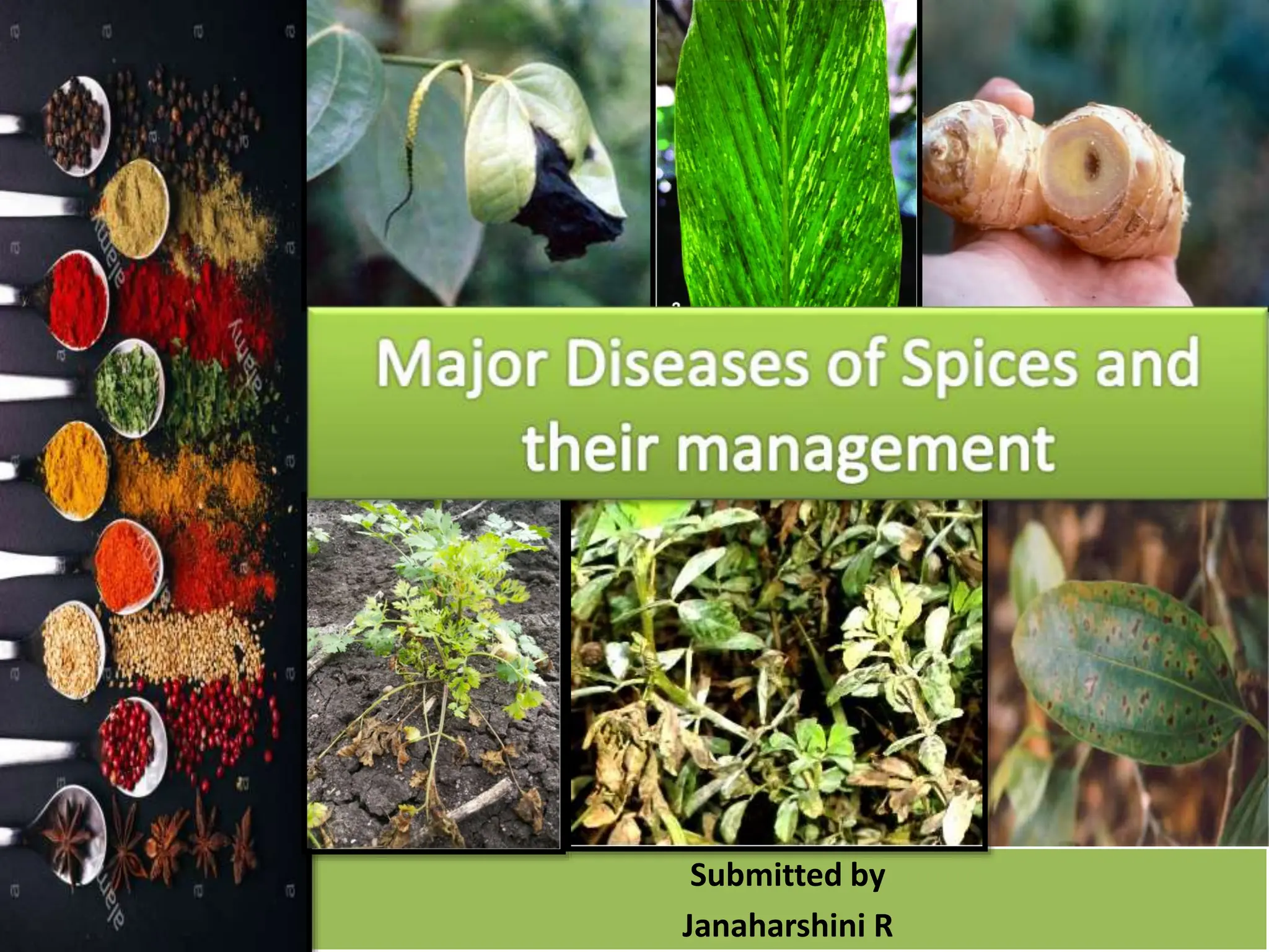 Major diseases of Spices and their Management.pptx