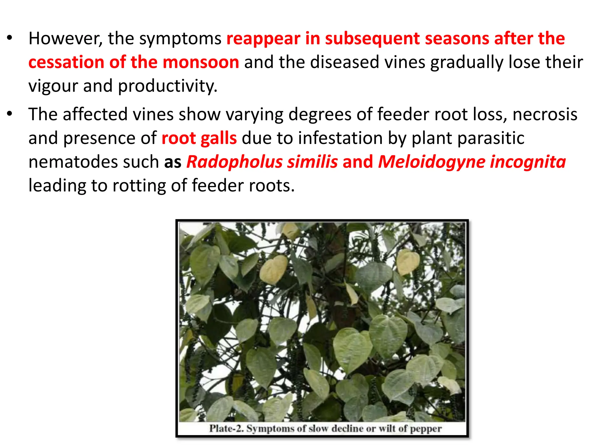 Major diseases of Spices and their Management.pptx