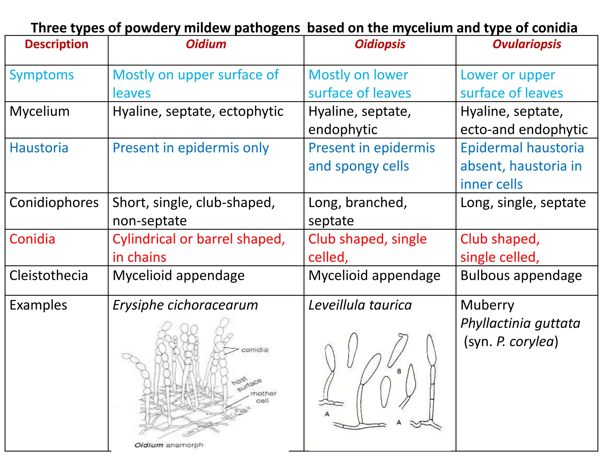 Major diseases of Spices and their Management.pptx