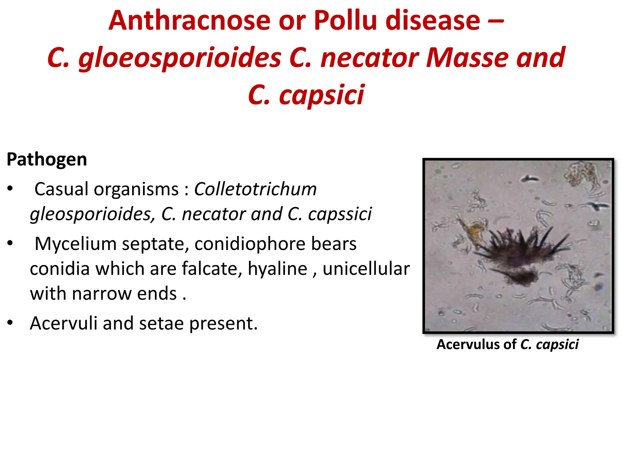 Major diseases of Spices and their Management.pptx