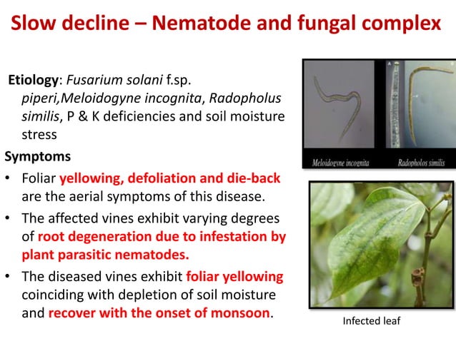 Major diseases of Spices and their Management.pptx | Gardening | Home ...