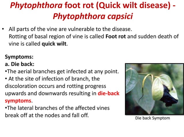 Major diseases of Spices and their Management.pptx | Gardening | Home ...