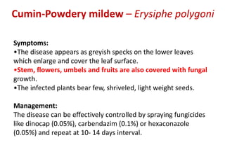 Major diseases of Spices and their Management.pptx