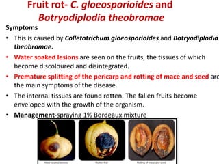 Major diseases of Spices and their Management.pptx