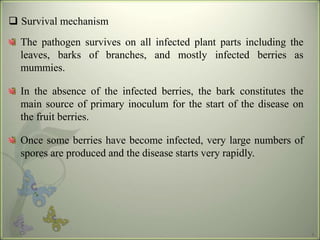 Major Economic Importance Diseases and insects pests.pptx