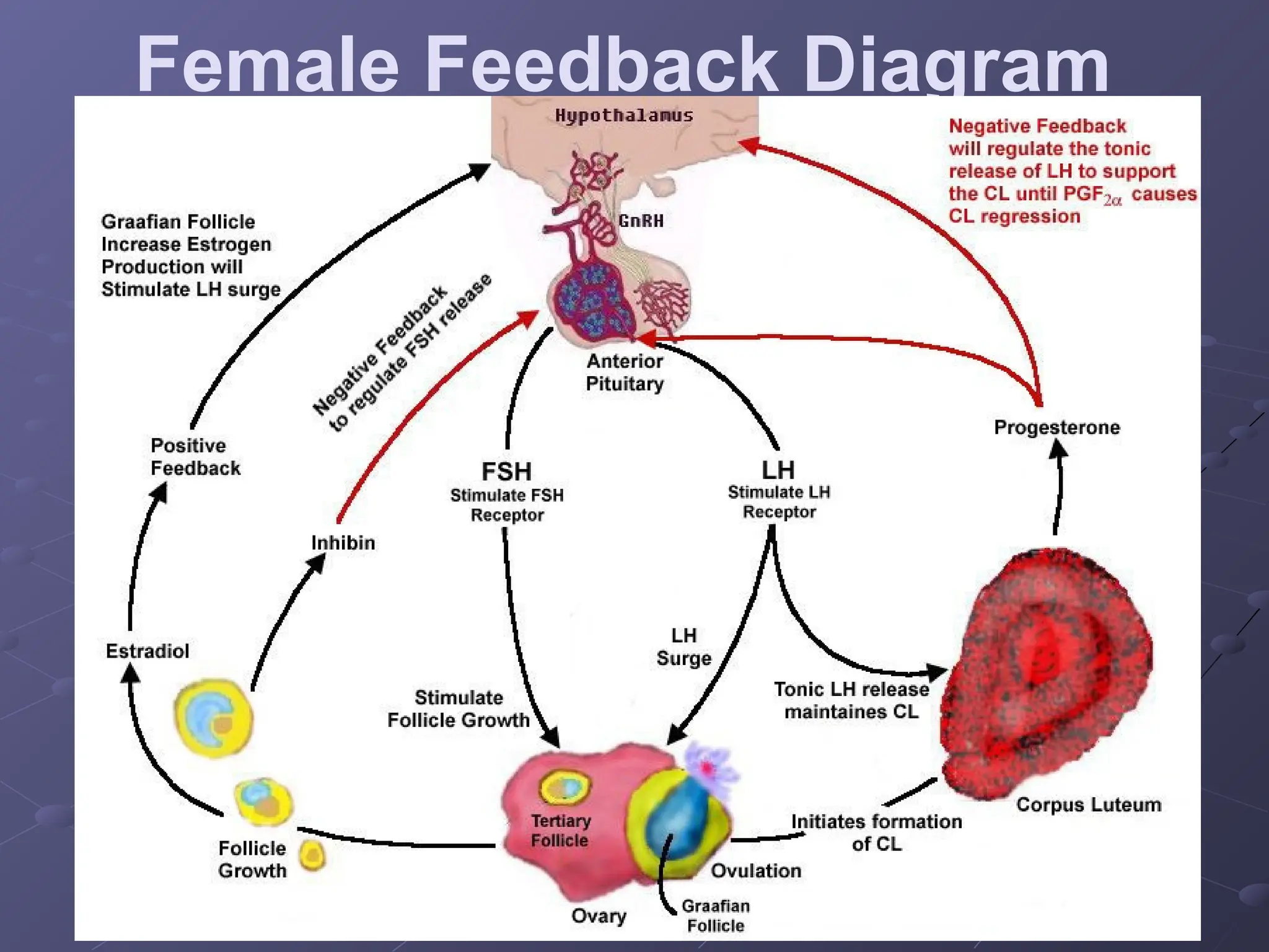 Major endocrine systems for regulation of reproductive processes.ppt
