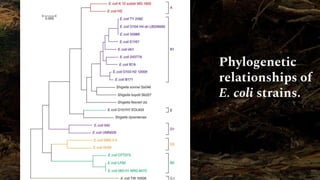 Major features of e.coli