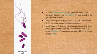 Major features of e.coli
