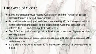 Major features of e.coli