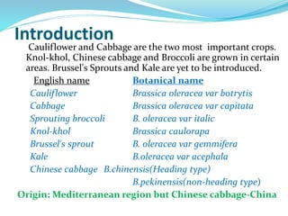 Major field and vegetable crops in nepal one over view himal bhusal -fina presen. | PPT