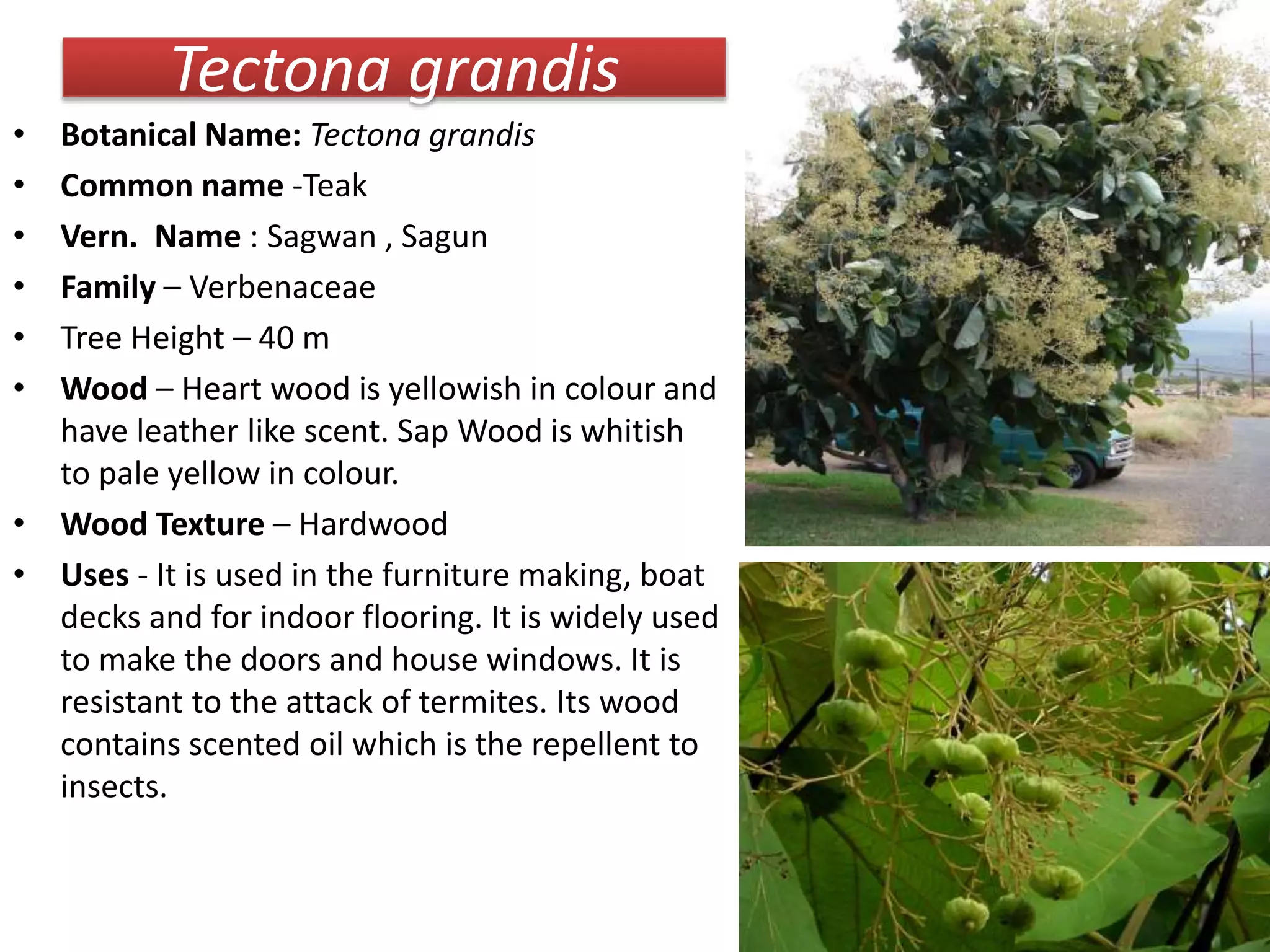 Major firewood and timber yielding plants | PPT