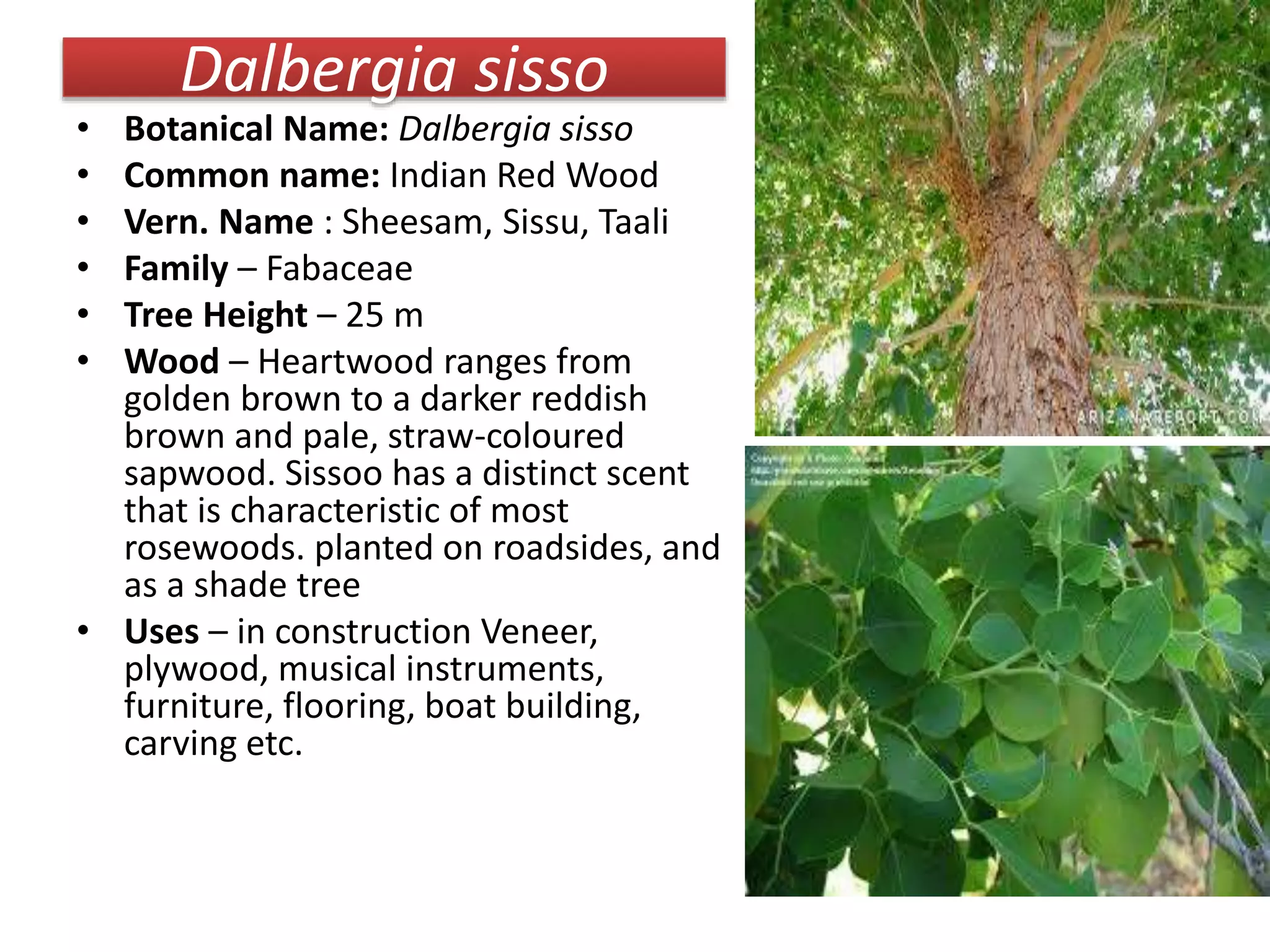 Major firewood and timber yielding plants | PPT