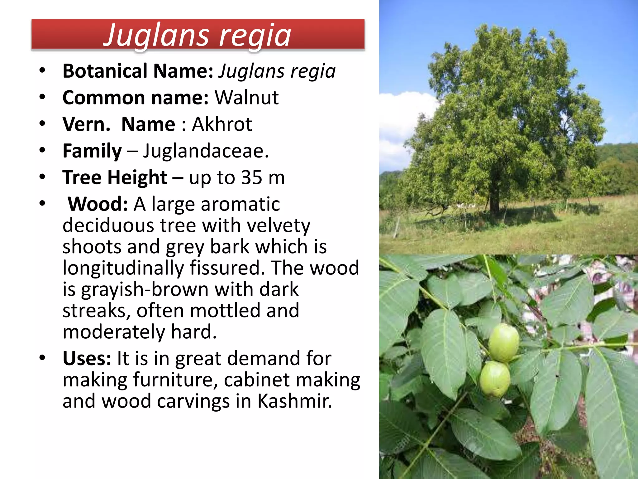 Major firewood and timber yielding plants | PPT