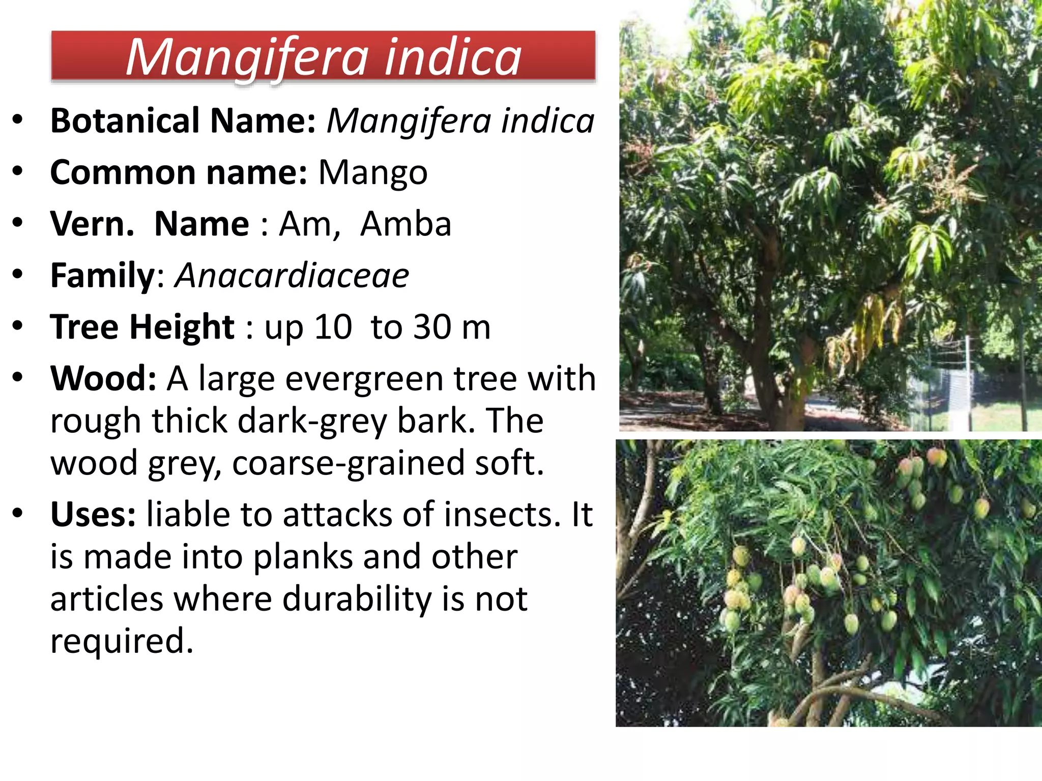 Major firewood and timber yielding plants of Jammu and kashmir | PPTX