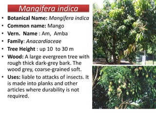 Major firewood and timber yielding plants | PPT