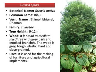 Major firewood and timber yielding plants | PPT