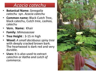 Major firewood and timber yielding plants | PPT