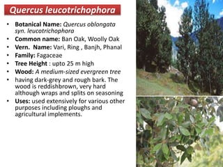 Major firewood and timber yielding plants | PPT