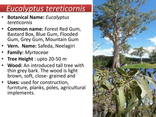 Major firewood and timber yielding plants | PPT