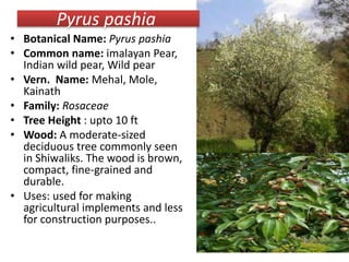 Major firewood and timber yielding plants | PPT