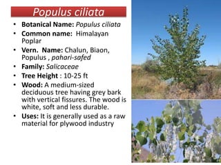 Major firewood and timber yielding plants | PPT