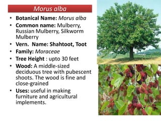 Major firewood and timber yielding plants of Jammu and kashmir | PPTX