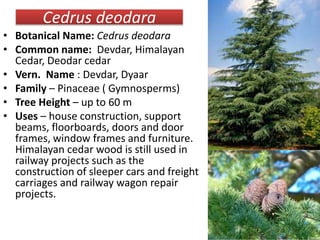 Major firewood and timber yielding plants of Jammu and kashmir | PPTX