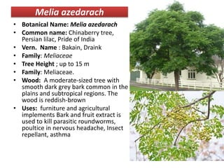 Major firewood and timber yielding plants of Jammu and kashmir | PPTX