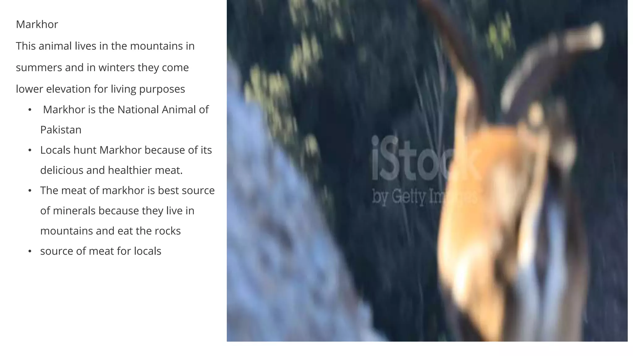 Flora and Fauna of Gilgit Baltistan.pptx