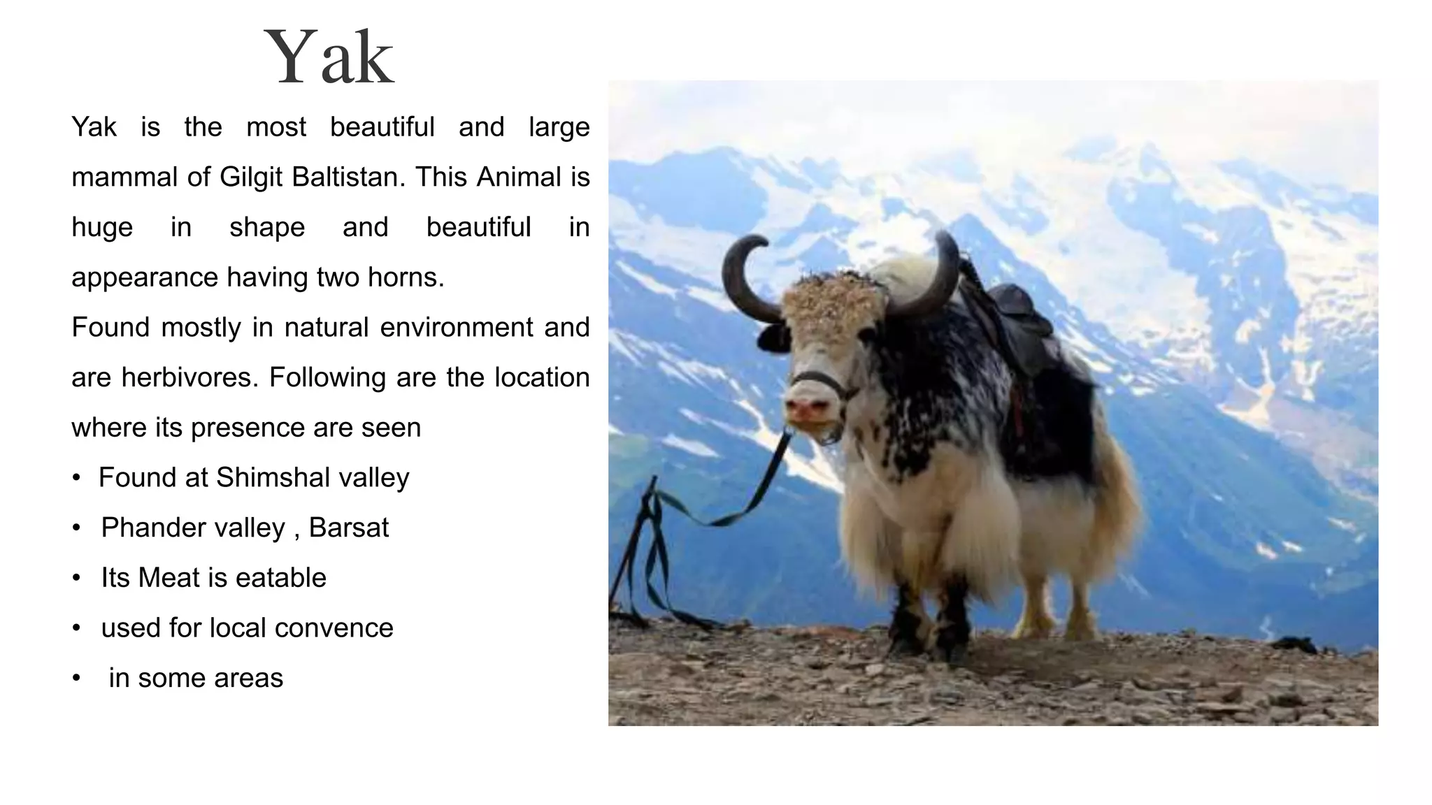 Flora and Fauna of Gilgit Baltistan.pptx