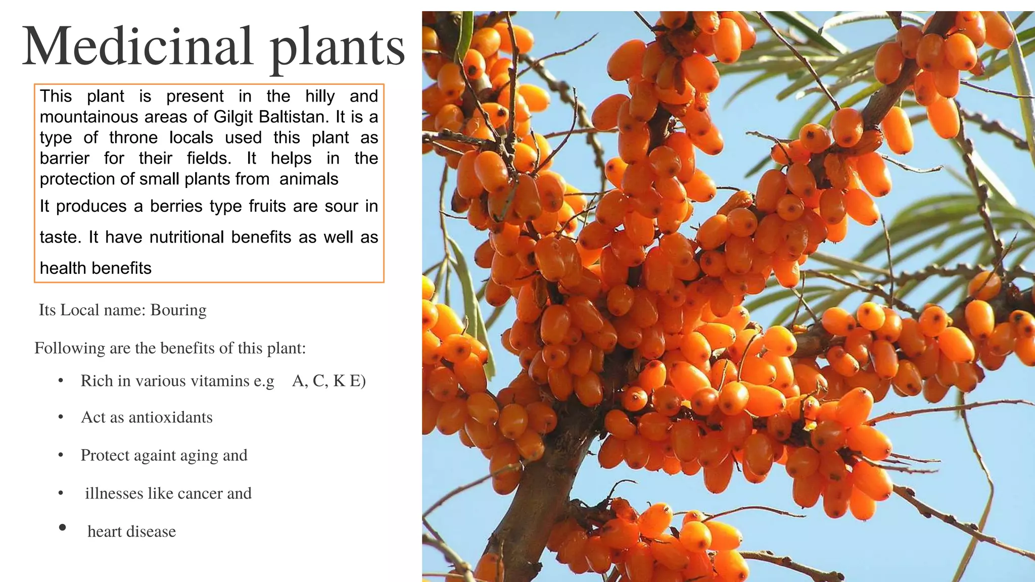 Flora and Fauna of Gilgit Baltistan.pptx