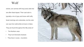 Flora and Fauna of Gilgit Baltistan.pptx