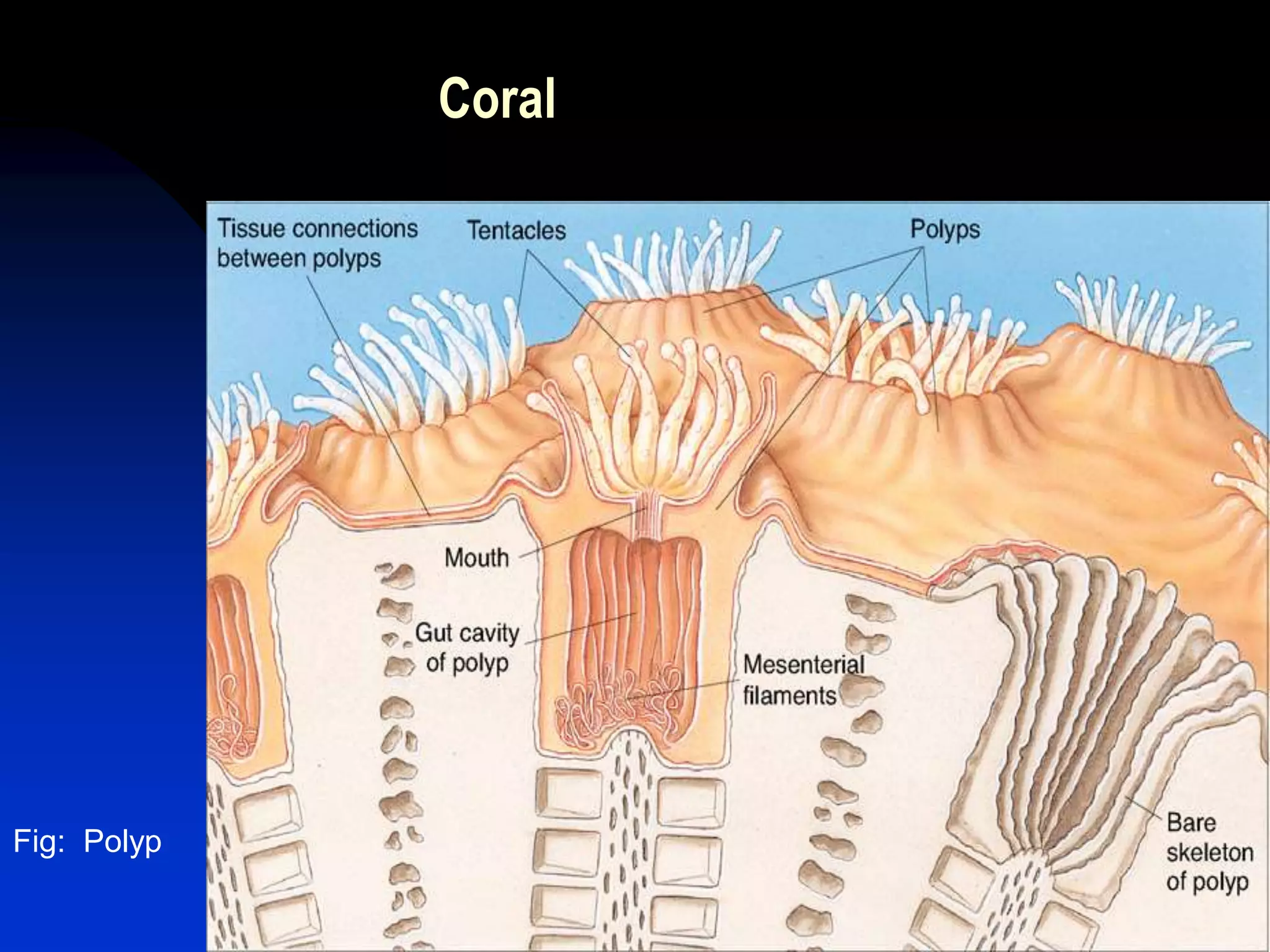 Major formation types | PPTX
