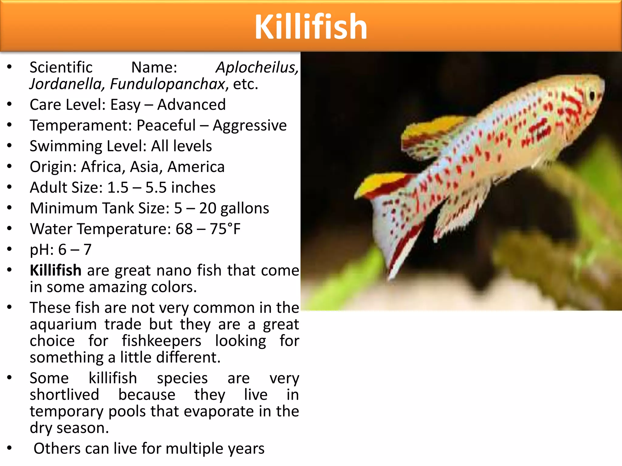 Major Fresh water and Marine Ornamental fishes and Potential for Domestic farming and Exports by ...