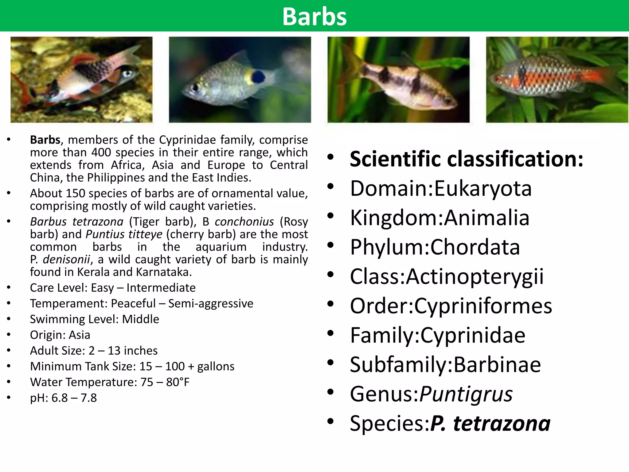 Major Fresh water and Marine Ornamental fishes and Potential for ...