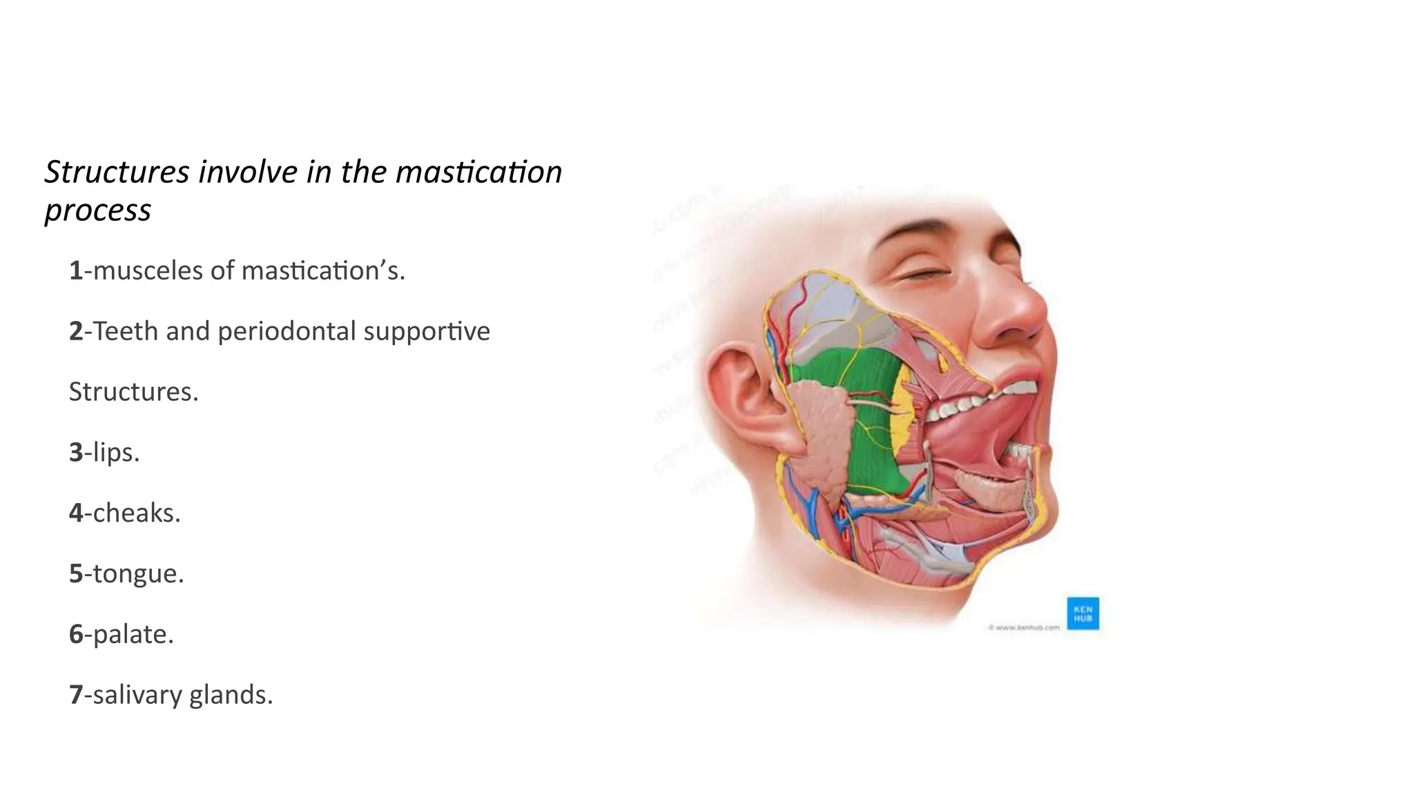 Major functions of masticatory system - Copy.docx