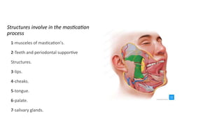 Major functions of masticatory system - Copy.docx