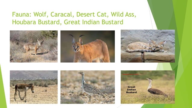 Major geographical zones | PPT