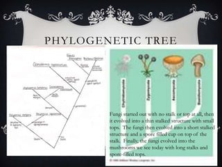 Characteristics and Major Groups for Fungi | PPTX