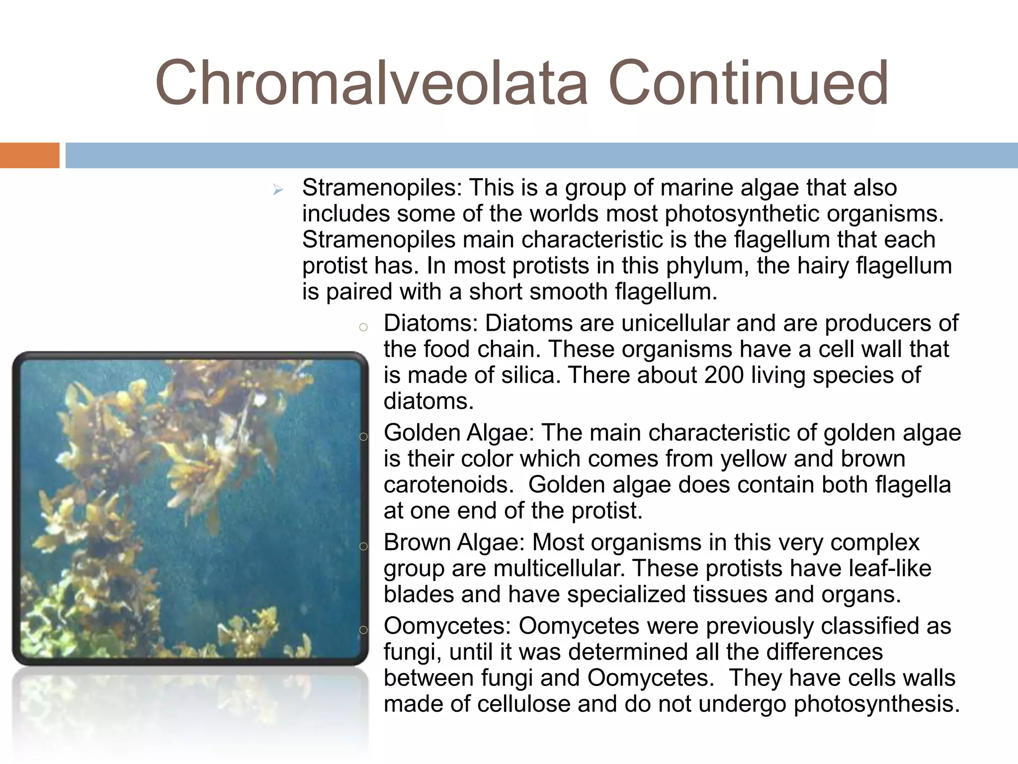 Major groups protists | PPT