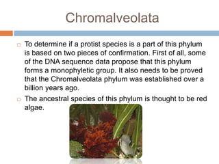 Major groups protists | PPTX | Biological Sciences | Science