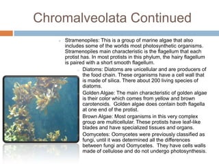 Major groups protists | PPTX | Biological Sciences | Science