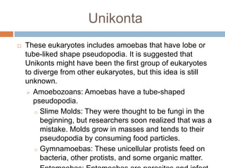 Major groups protists | PPTX
