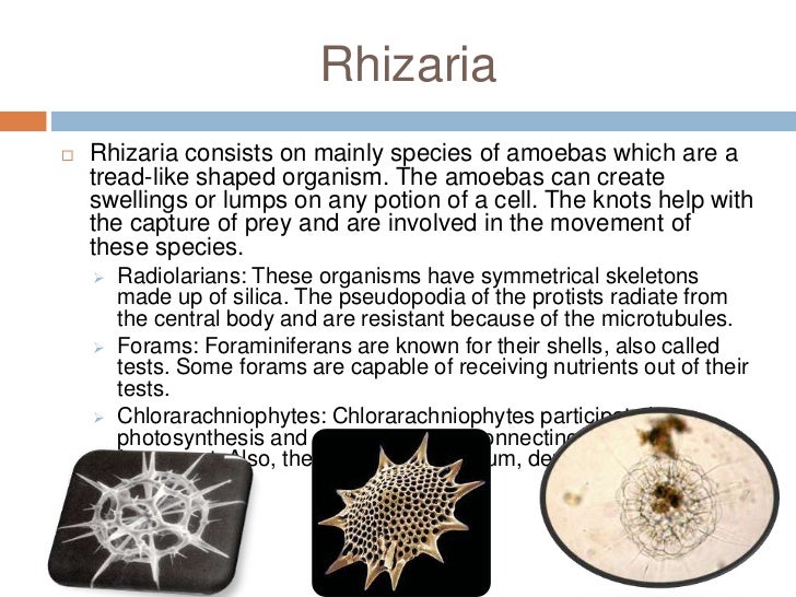 Major groups protists