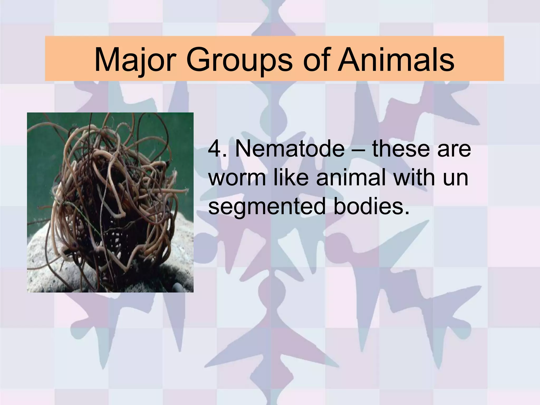 Major groups of animals | PPTX