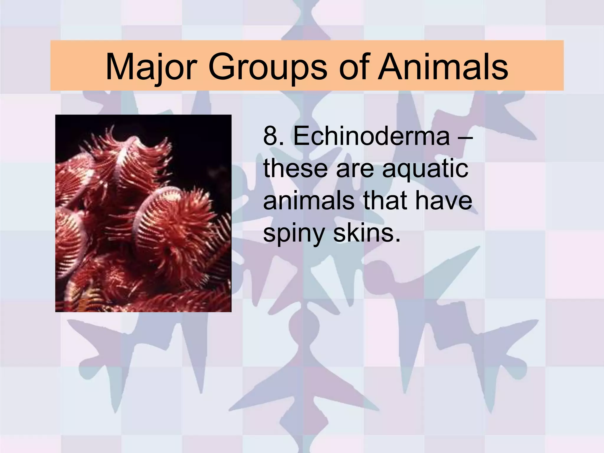 Major groups of animals | PPTX