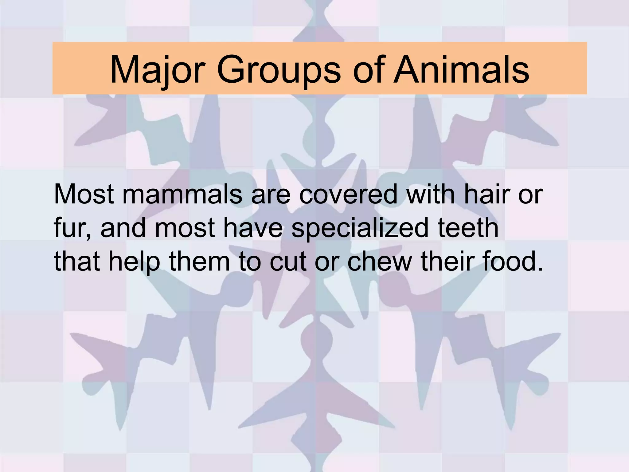 Major groups of animals | PPTX