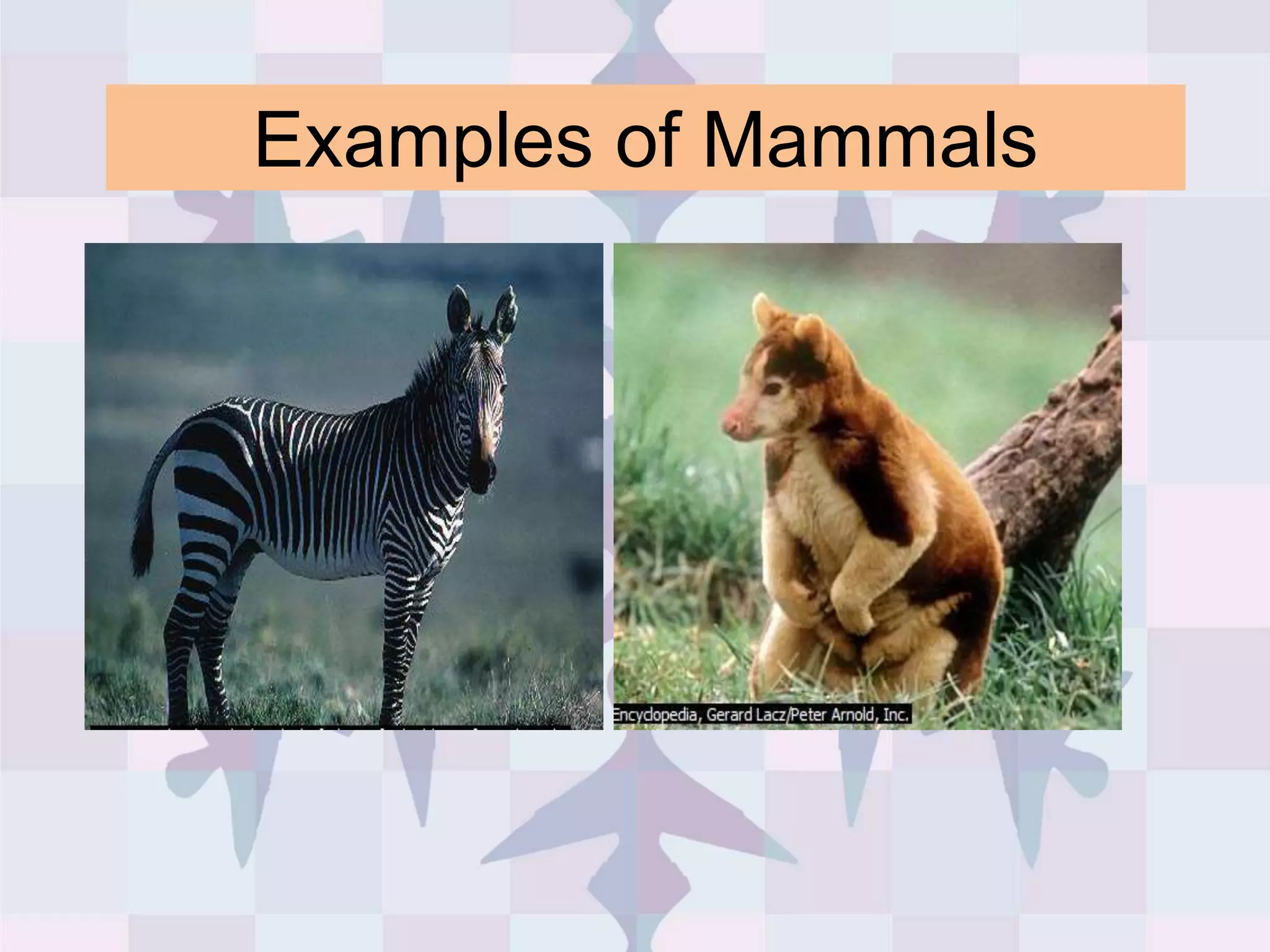 Major groups of animals | PPTX